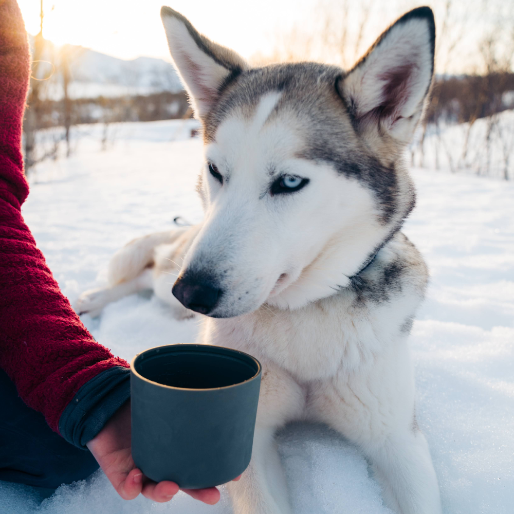 Ecoptopia - All-Day Adventure Flask, Craft any beverage, anywhere. – Hibear